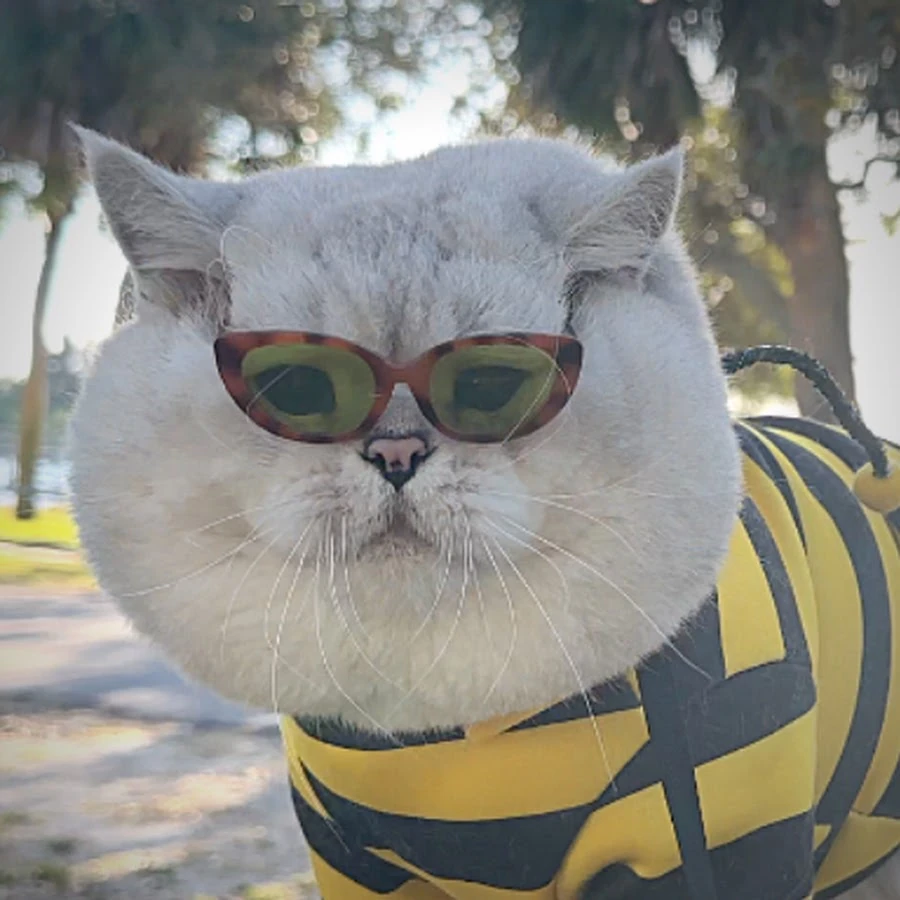 LorettaBritish Cat | Wikitubia | Fandom