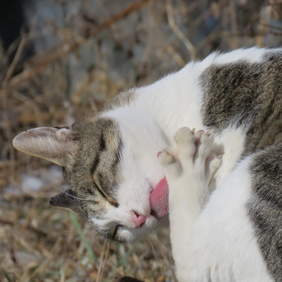 haha ha | Wikitubia | Fandom