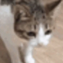 Polygon Donut | Wikitubia | Fandom