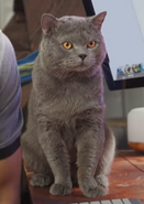 AaronsAnimals | Wikitubia | Fandom