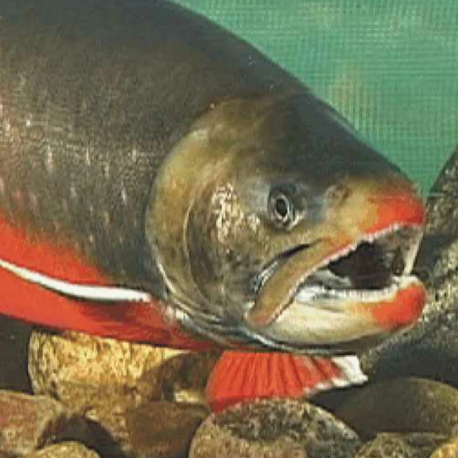 Charborg | Wikitubia | Fandom