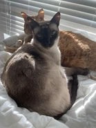 Vienna Vtuber | Wikitubia | Fandom