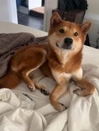 3deez | Wikitubia | Fandom