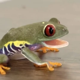 Mr. Frog | Wikitubia | Fandom