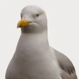 Blixemi | Wikitubia | Fandom