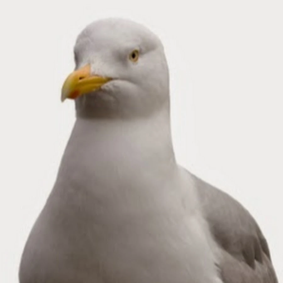 Blixemi | Wikitubia | Fandom