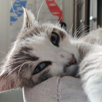 a6d | Wikitubia | Fandom