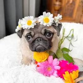 Loulou the Pug | Wikitubia | Fandom