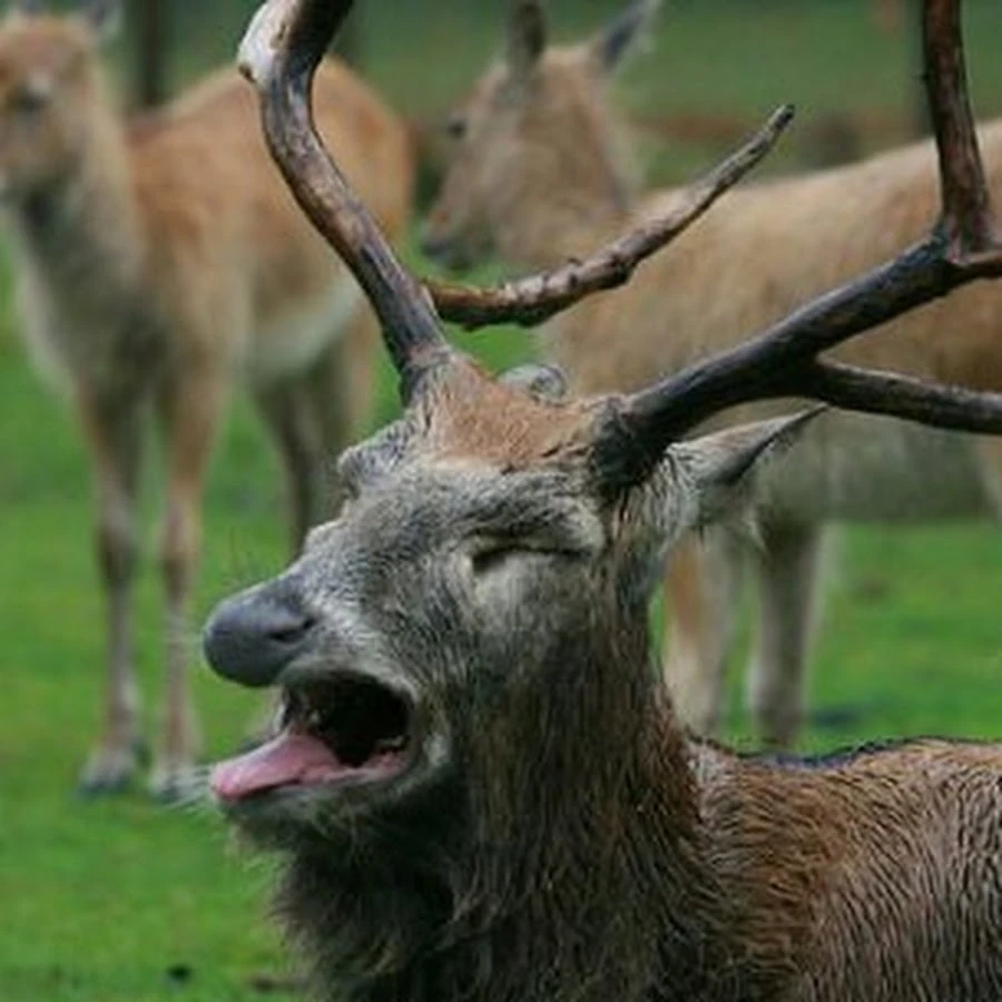 SilumanTomcat Reborn | Wikitubia | Fandom