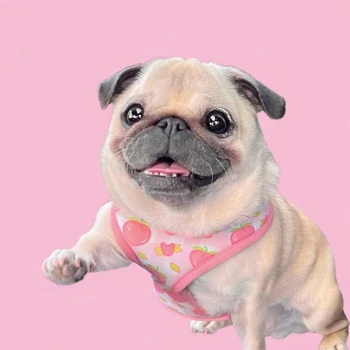 Loulou the Pug | Wikitubia | Fandom