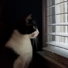 TheCatOfObjectShows | Wikitubia | Fandom