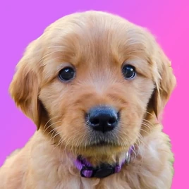 Life With Labradors | Wikitubia | Fandom