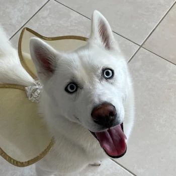 gardea23 | Wikitubia | Fandom