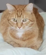 Abram Engle | Wikitubia | Fandom