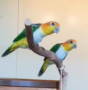 Apollo and Frens | Wikitubia | Fandom