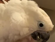 Hideaki Utsumi | Wikitubia | Fandom