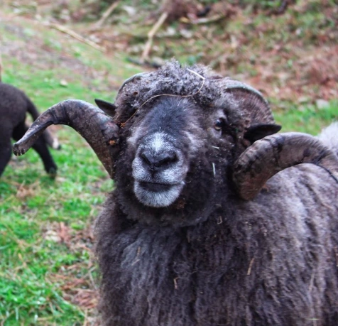 Angry Ram | Wikitubia | Fandom