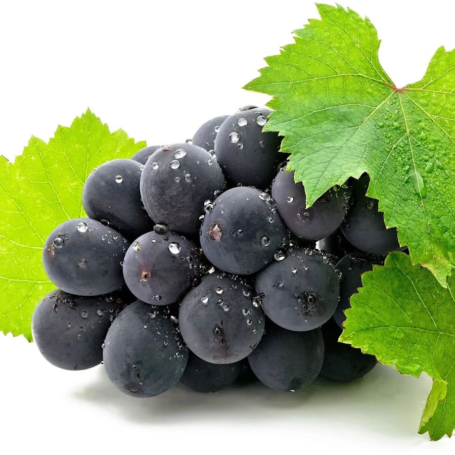 Grape Daily | Wikitubia | Fandom