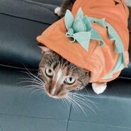 Dream | Wikitubia | Fandom