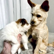 Lastic & Ry | Wikitubia | Fandom