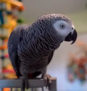 Apollo and Frens | Wikitubia | Fandom