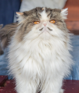 AaronsAnimals | Wikitubia | Fandom