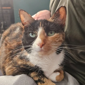 The Frustrated Gamer | Wikitubia | Fandom