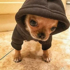 DogPack404 | Wikitubia | Fandom