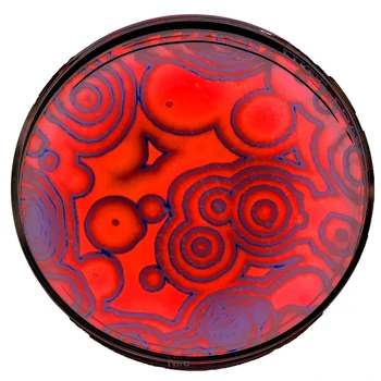 NileRed | Wikitubia | Fandom