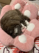 BreesKnees | Wikitubia | Fandom