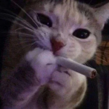 Mrow | Wikitubia | Fandom