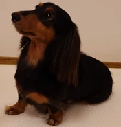 SUSHI RAMEN【Riku】 | Wikitubia | Fandom