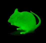 Civvie11 | Wikitubia | Fandom