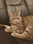 aksually | Wikitubia | Fandom