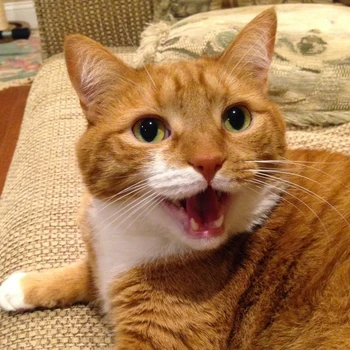 Mylo the Cat | Wikitubia | Fandom