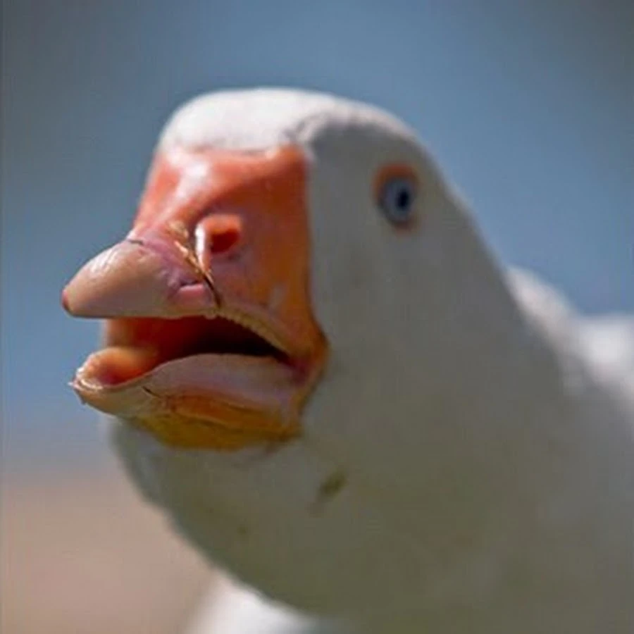 Dolan Dark | Wikitubia | Fandom