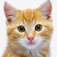 Racingcatz | Wikitubia | Fandom