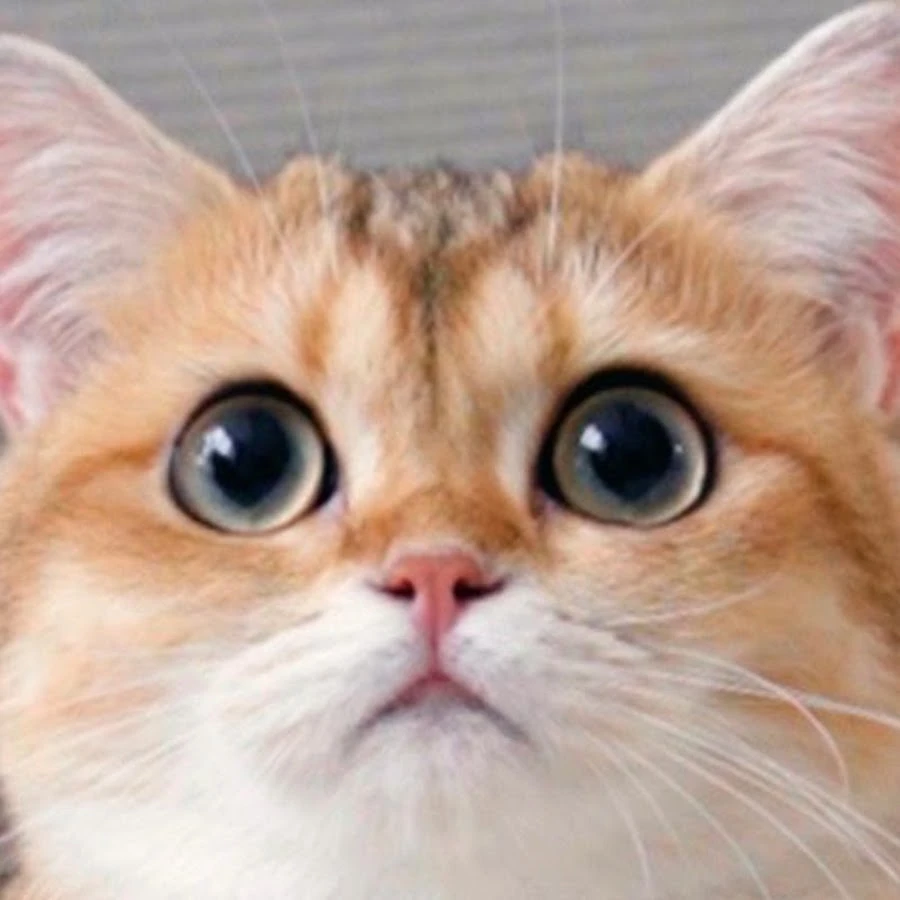 그루밍데이 고양이cat vlog | Wikitubia | Fandom