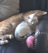 Sapnap | Wikitubia | Fandom