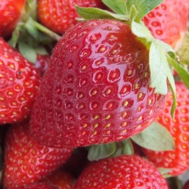 TheEngineeringFamily | Wikitubia | Fandom