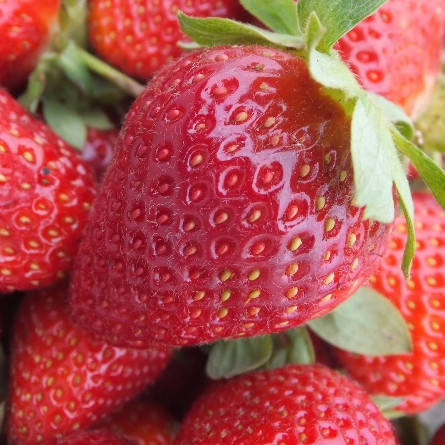 TheEngineeringFamily | Wikitubia | Fandom