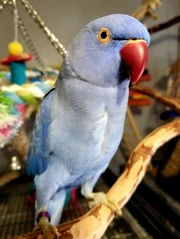 Chatterbox Parrots | Wikitubia | Fandom