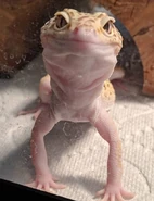 SomeThingElseYT | Wikitubia | Fandom