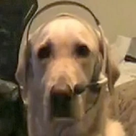 Cybershell | Wikitubia | Fandom