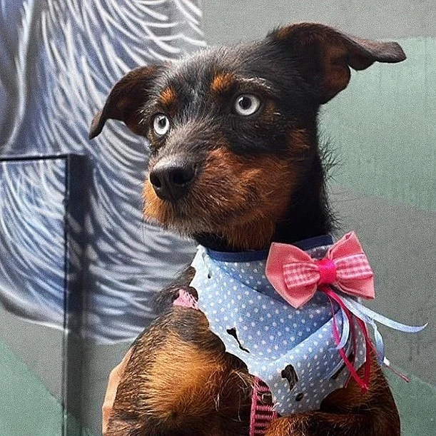 Crystal | YouTube Wiki em português | Fandom