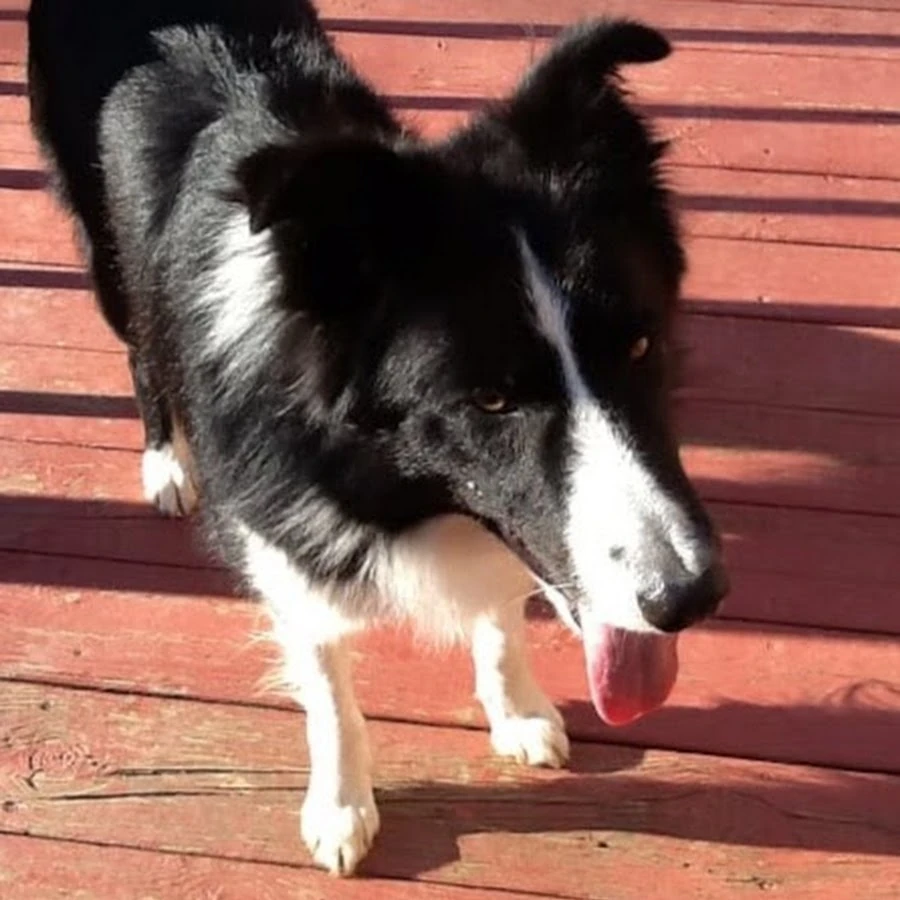 EAS Freak | YouTubeEASscenario Wiki | Fandom