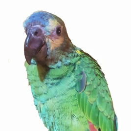 El Carlitos Loro | Wiki YouTube Pedia | Fandom