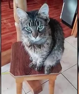 Peluchin Entertainment | Wiki YouTube Pedia | Fandom