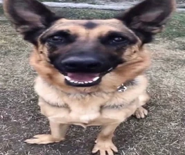 Valde Tutoriales | Wiki YouTube Pedia | Fandom