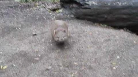 Fluffy Jet Toys | Wiki YouTube Pedia | Fandom